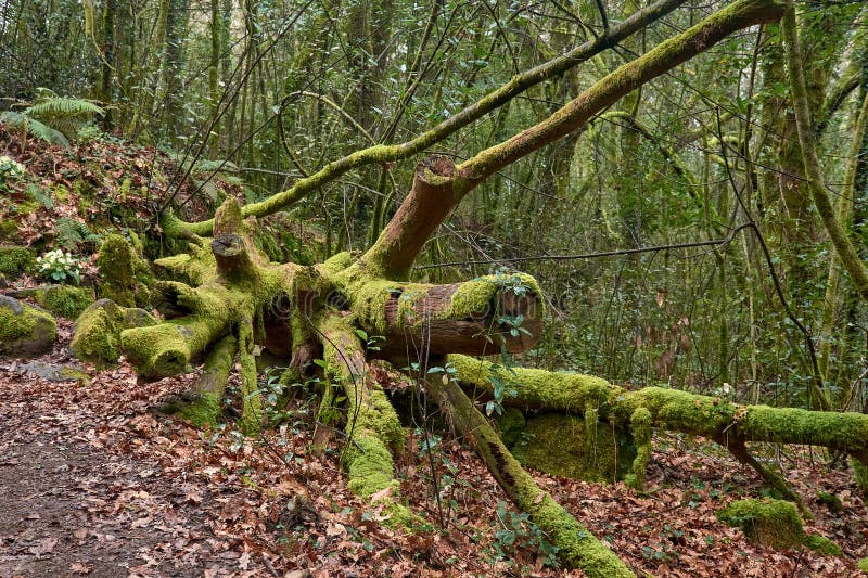Mysterious Fallen Tree Covered in Vibrant Green Moss Deep in an ...