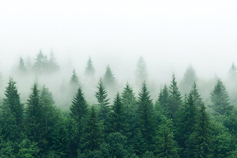 Mysterious Fog Blankets Lush Forest at Dawn Creating an Ethereal Atmosphere Stock Photo - Image ...