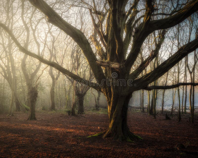 Mysterious Foggy Forest Scenery Stock Photo - Image of mysterious ...