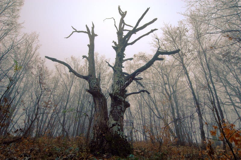 Dead tree in foggy forest stock photo. Image of tree, ugly - 3810760