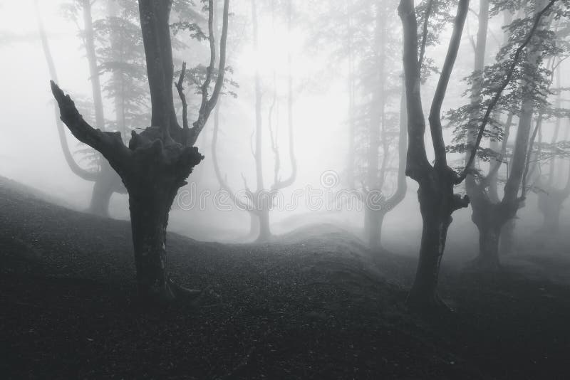 Creepy Forest with Scary Trees Stock Photo - Image of misty, ethereal ...