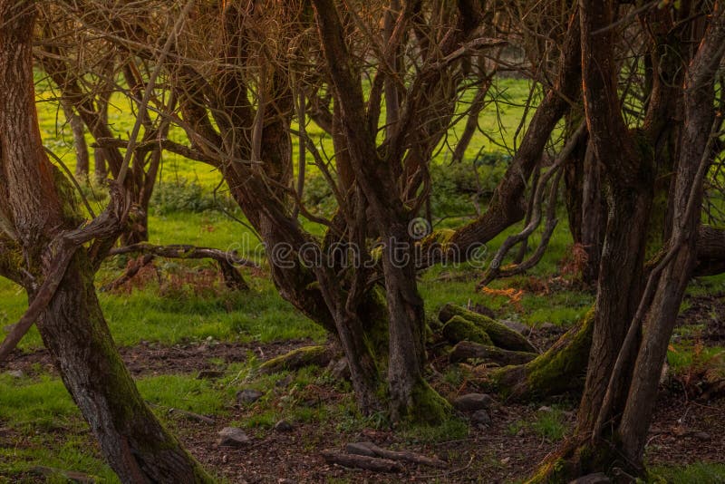 Mysterious Forest, Brown and Green with Sunset Light Stock Image ...