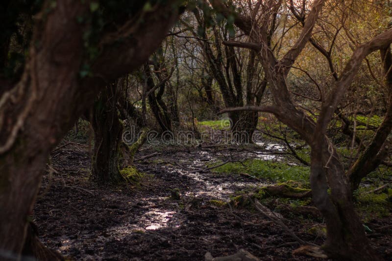 Mysterious Forest, Brown and Green with Sunset Light Stock Image ...