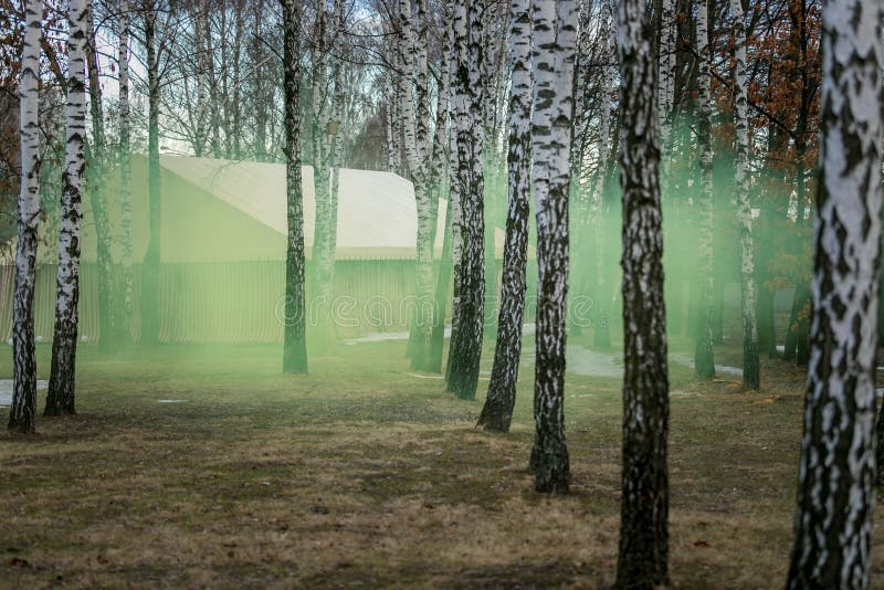 Mysterious Forest at Morning Covered by Green Smoke Stock Photo - Image ...