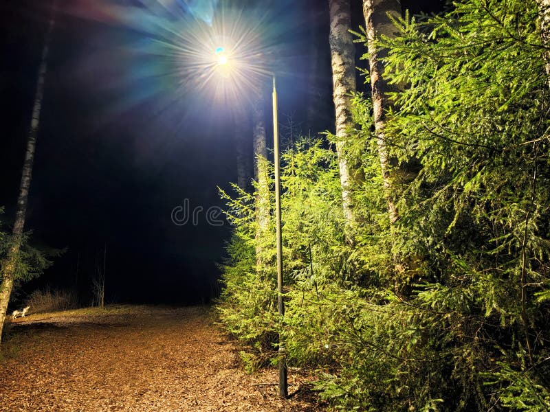 Mysterious Forest Path Illuminated by Streetlight at Night Creates ...