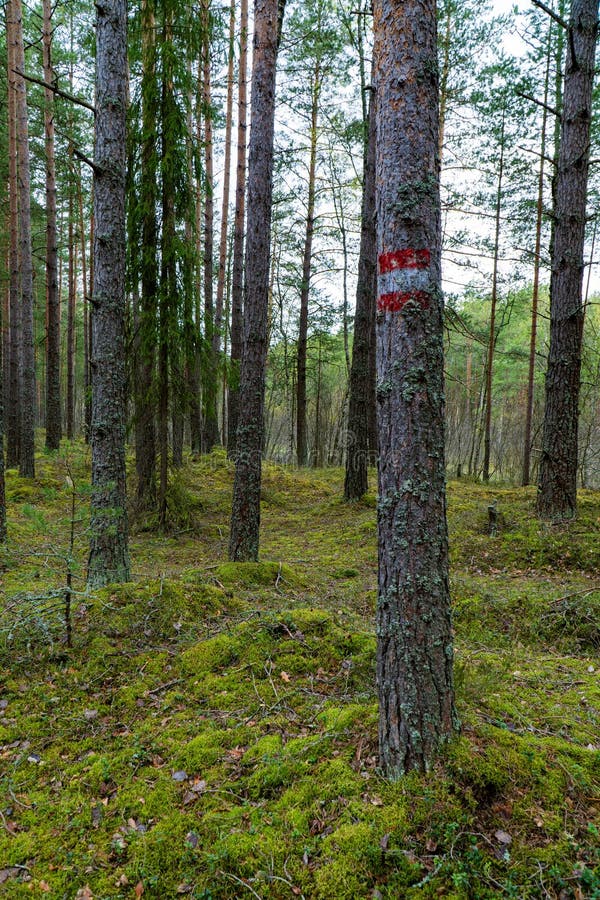 Mysterious Forest Path with Marked Tree Stock Photo - Image of hiking ...