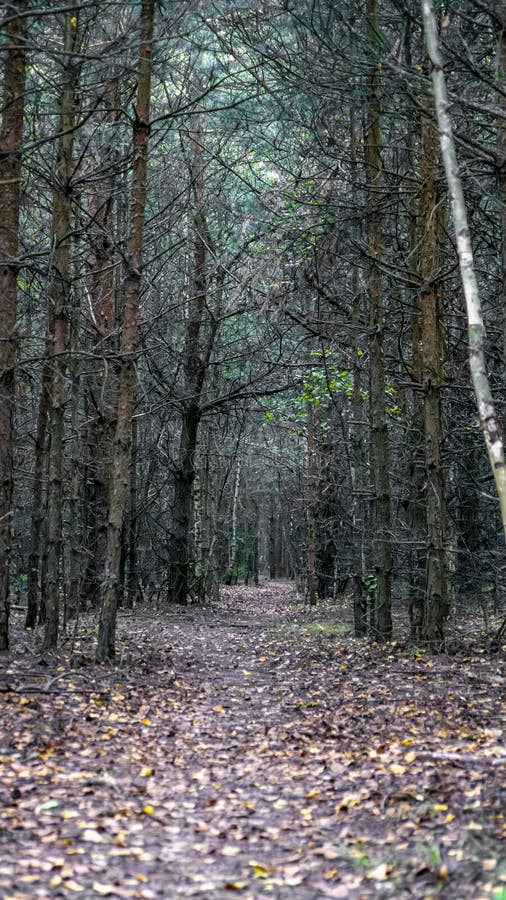 A Mysterious Forest Path that is Surrounded by Tall Trees Evokes a ...