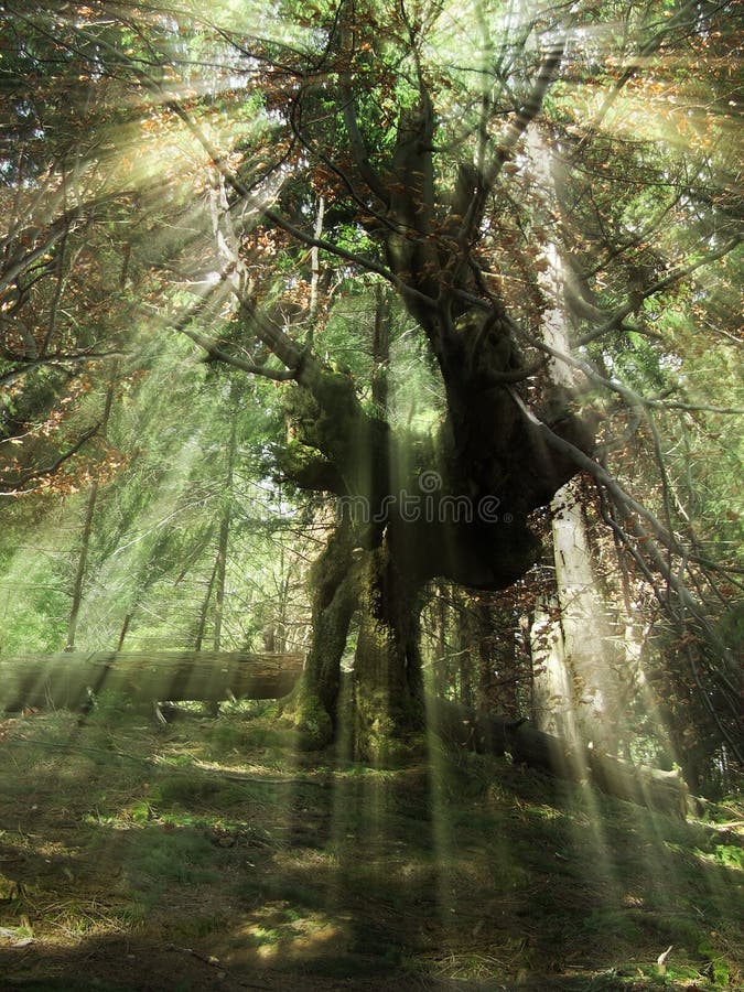 Mysterious forest stock image. Image of fairy, eden, imagination - 66254949