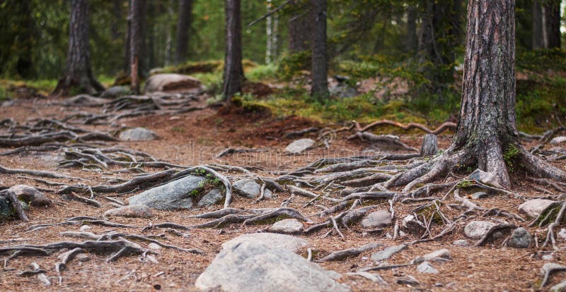 Mystic Forest, Roots and Trunks of Trees Stock Image - Image of finland ...