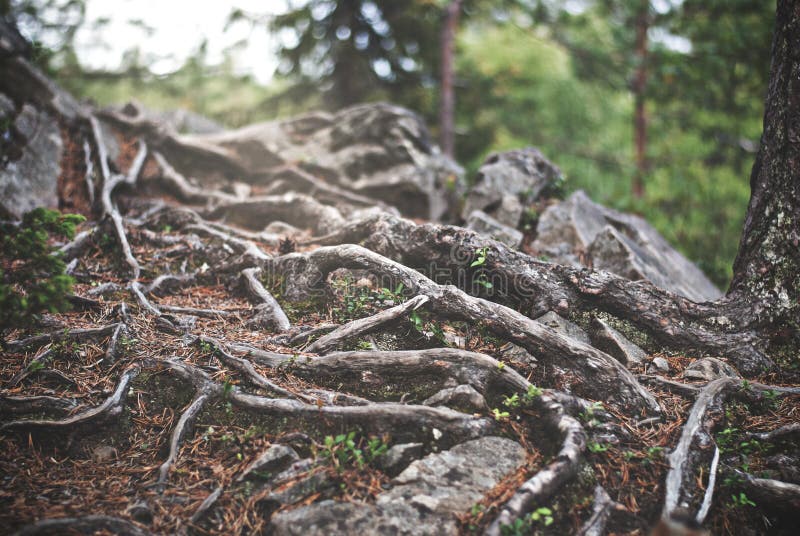 Mystic Forest, Roots and Trunks of Trees Stock Image - Image of pine ...