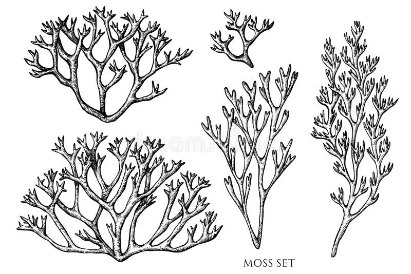 Forest Moss Sketch Stock Illustrations – 532 Forest Moss Sketch Stock ...