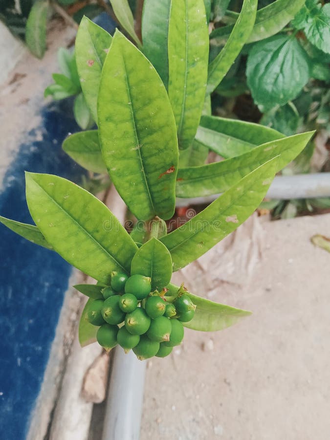 Mysterious Fruit Grows among Lying Plants Stock Photo - Image of herb ...