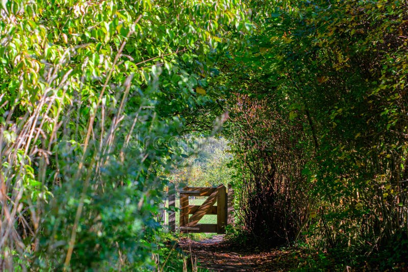Mysterious Gate at End of Forest Stock Image - Image of magical ...
