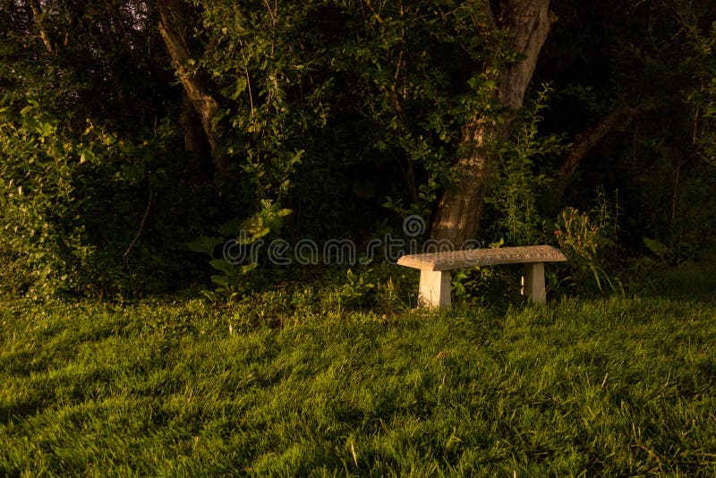 Mysterious Lonely Park Bench in a Clearing in the Forest Stock Photo ...