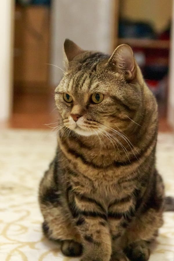 The Mysterious Look of a Scottish Cat 1 Stock Image - Image of snout ...