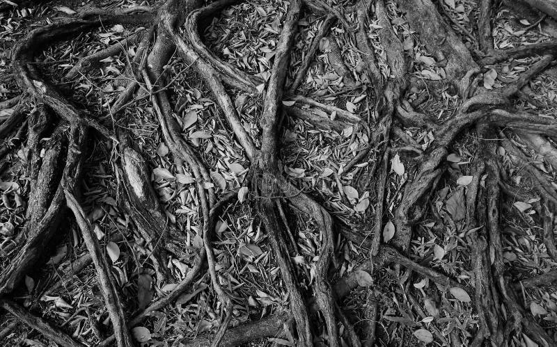 Mysterious Looking Tree with Spread Roots Stock Photo - Image of ...