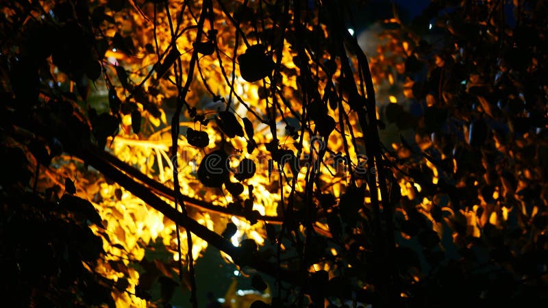 Enchanted Forest Scene Misty Path Soft Light Dreamy Atmosphere Stock ...