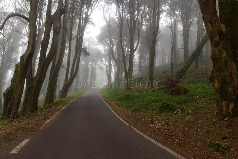 A Mysterious Misty Pathway through the Enchanted Forest Stock Image ...