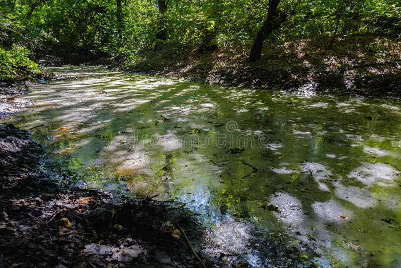 Mysterious Morning Time in Swamp Area Stock Photo - Image of autumn ...