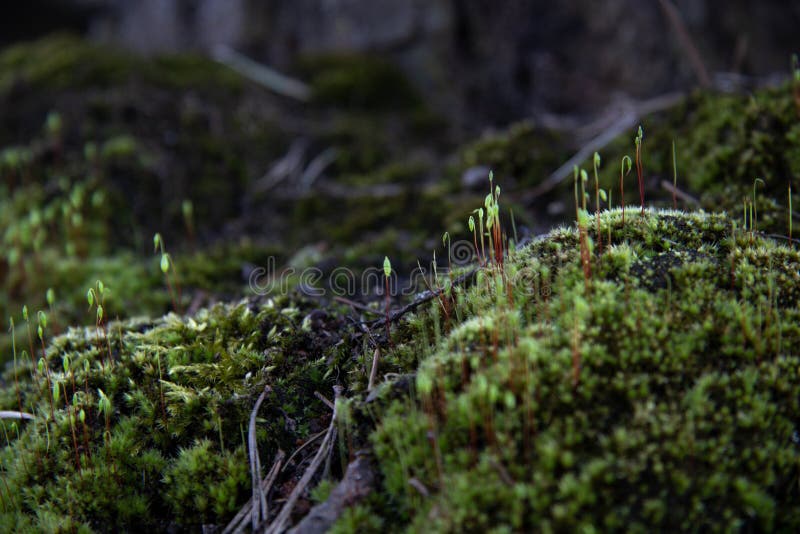 Mysterious Moss at the Foot of an Old Tree Stock Photo - Image of ...