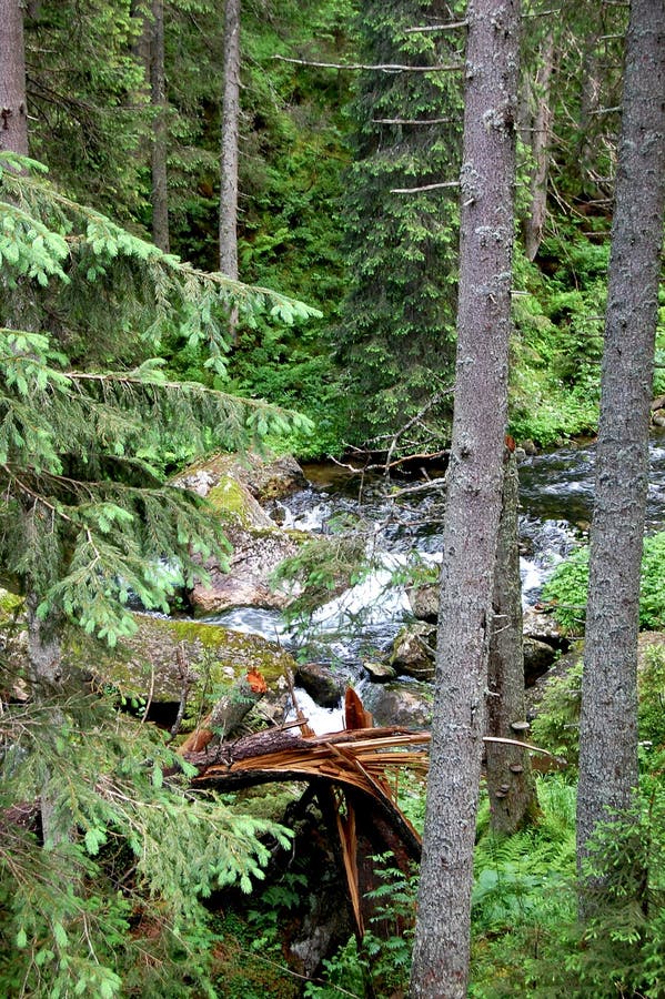 Mysterious Mountain River in the Middle of the Forest Stock Image ...
