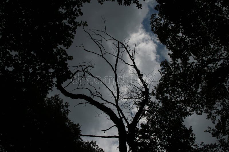 Mysterious nature stock image. Image of darkness, mysterious - 75357831