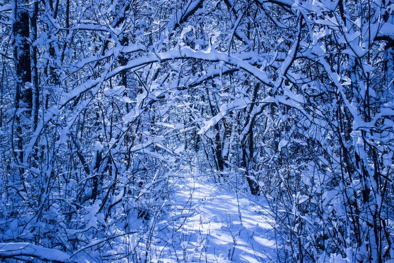 Mysterious Night Forest with a Bright Path Covered with Shiny Snow ...