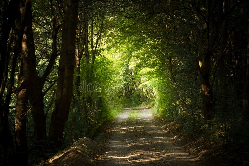Mysterious path in forest stock image. Image of magical - 124040745