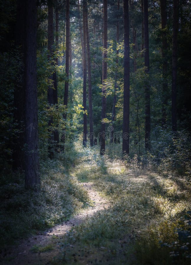 Mysterious Path in the Forest. the Forest in the Rays of the Setting ...