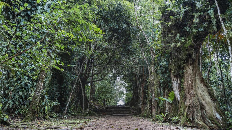 A Mysterious Path Runs through the Jungle. Stock Image - Image of ...