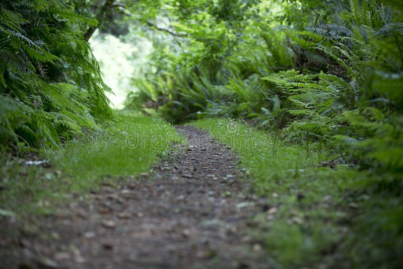 Mysterious path stock photo. Image of fairytale, shallow - 32396098