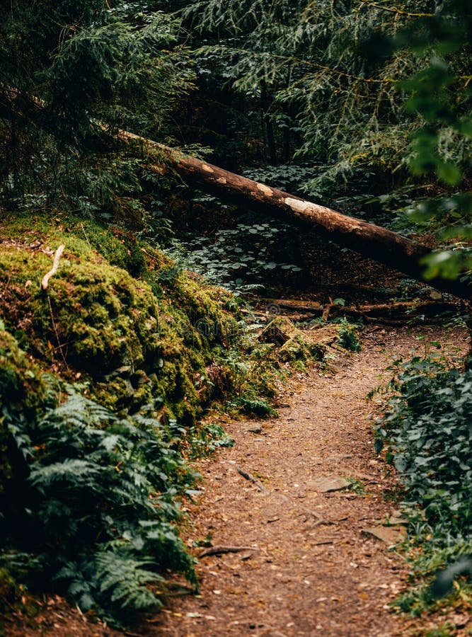 Mysterious Path Trail with Roots and Fallen Tree Leading through the ...