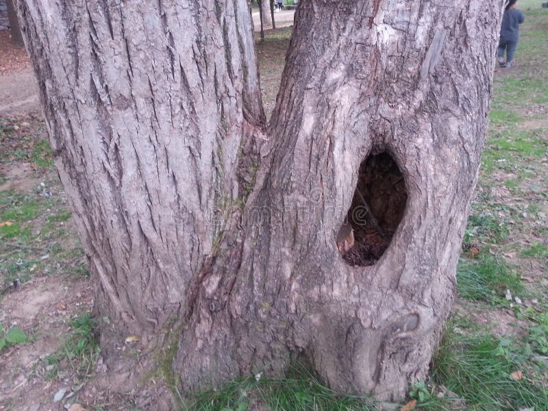 Mysterious and Scary Tree. Giant Tree with V Shape Trunk L. Stock Photo ...