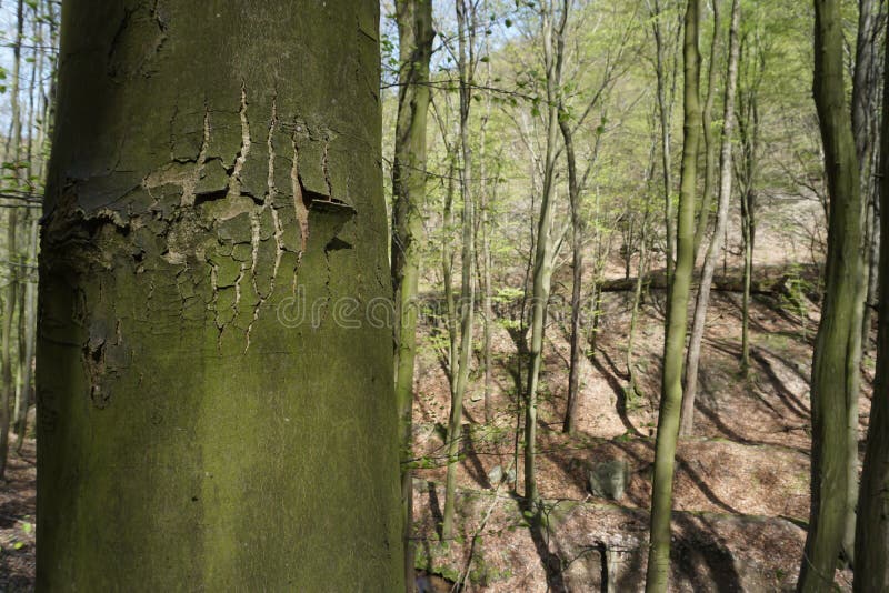 5,862 Scratch Tree Photos - Free & Royalty-Free Stock Photos from ...