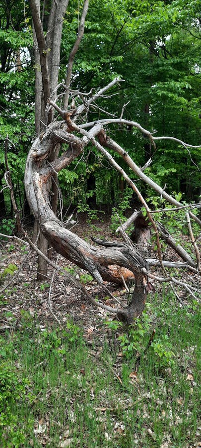 Mysterious Shape of a Dead Tree Stock Image - Image of trunk, abstract ...