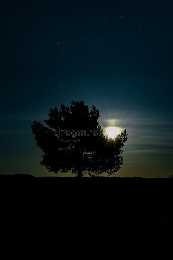 Mysterious Silhouette of a Tree in the Field at Dusk with Dramatic ...