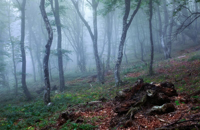 Mysterious Spring Forest in Fog Stock Image - Image of green, ground ...
