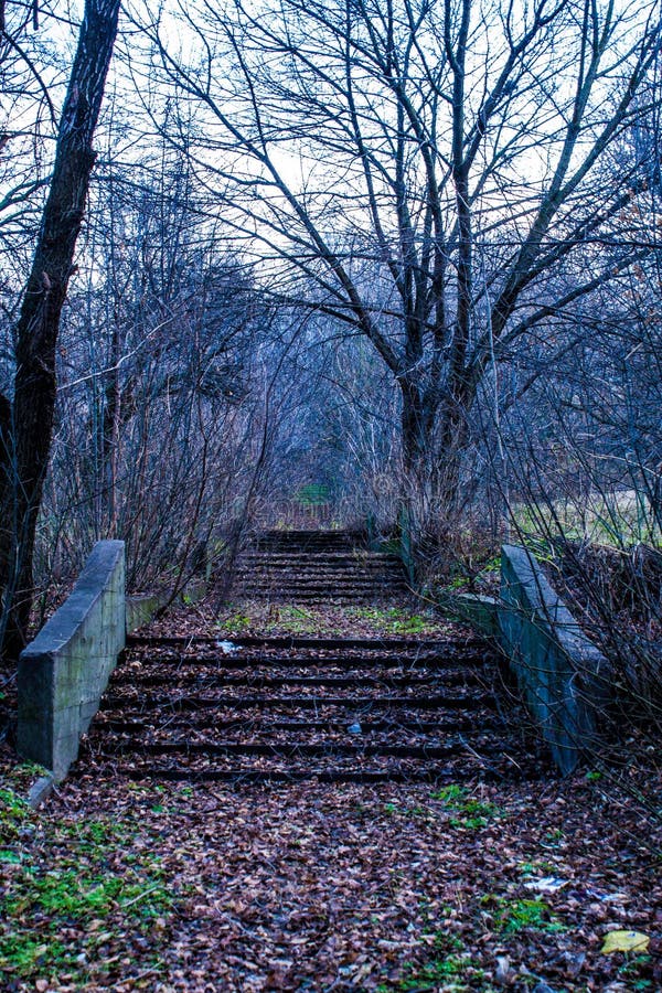 Mysterious Steps in the Backwoods Stock Image - Image of forest, trees ...