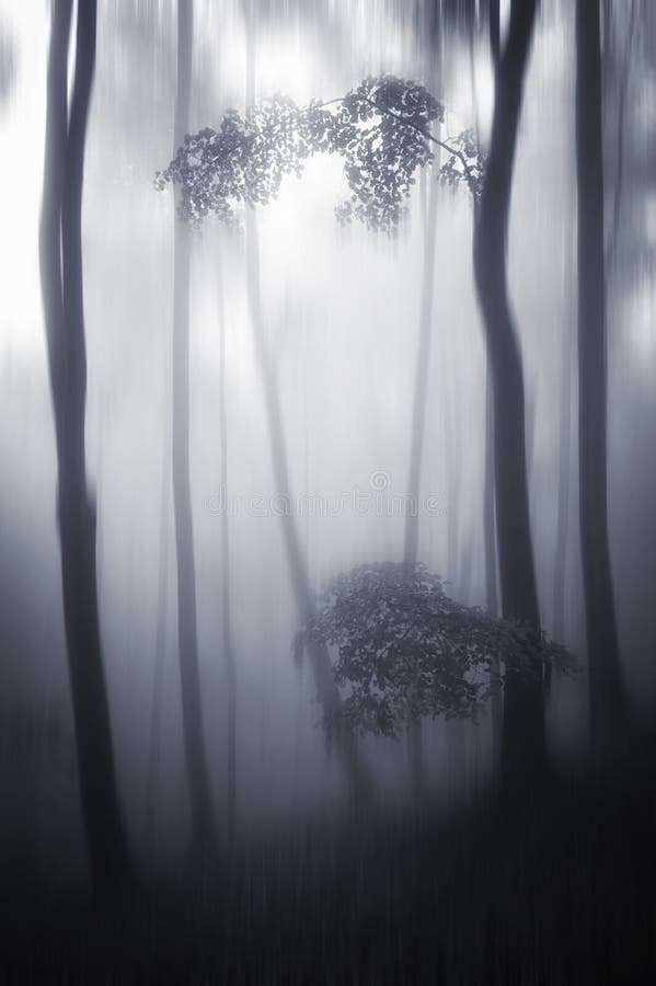 Mysterious Strange Forest with Fog Stock Image - Image of ethereal ...