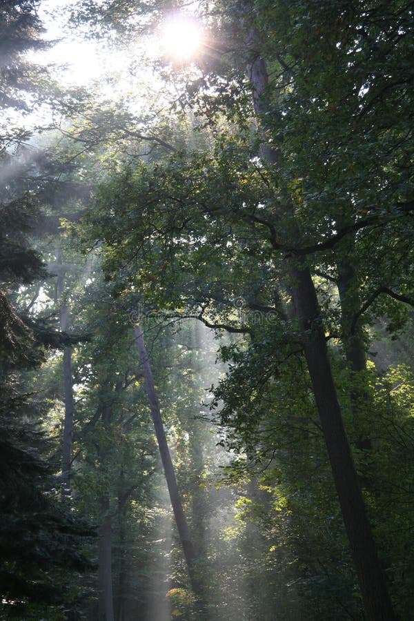 Dutch forest in autumn stock image. Image of beautiful - 7506397