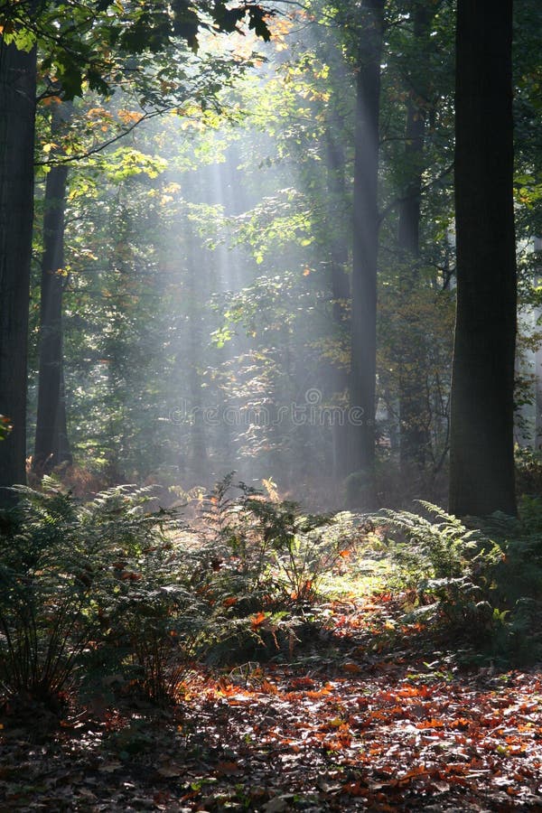 Dutch forest in autumn stock image. Image of beautiful - 7506397