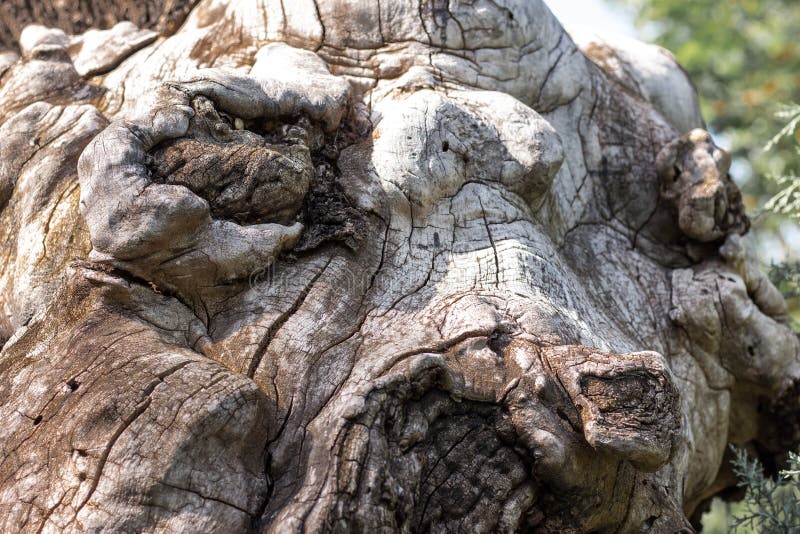 A Mysterious Tree Created by Nature. Stock Image - Image of bark ...