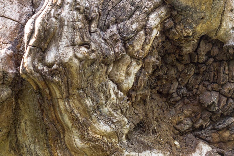 A Mysterious Tree Created by Nature. Stock Image - Image of strange ...
