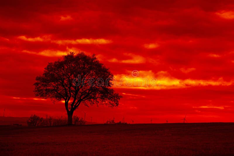 Trees Red Wallpaper Sky Free Stock Photo Of Tree With Yellow And Red