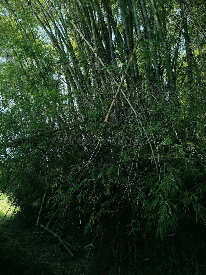 Mysterious Tree in the Jungle and Scared Stock Image - Image of tree ...