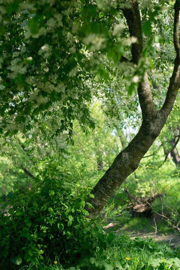 Mysterious Tree in Park with Foliage. Nature Stock Image - Image of ...