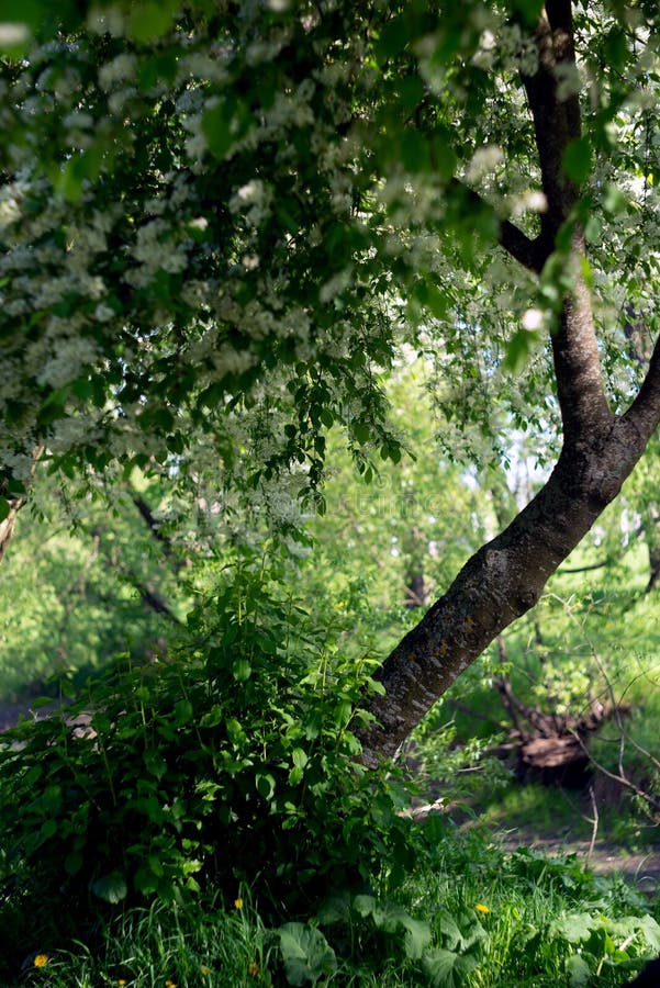 Mysterious Tree in Park with Foliage. Nature Stock Image - Image of ...