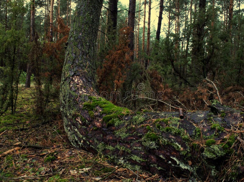 A Mysterious, Twisted Tree Trunk Covered with Moss Stock Image - Image ...