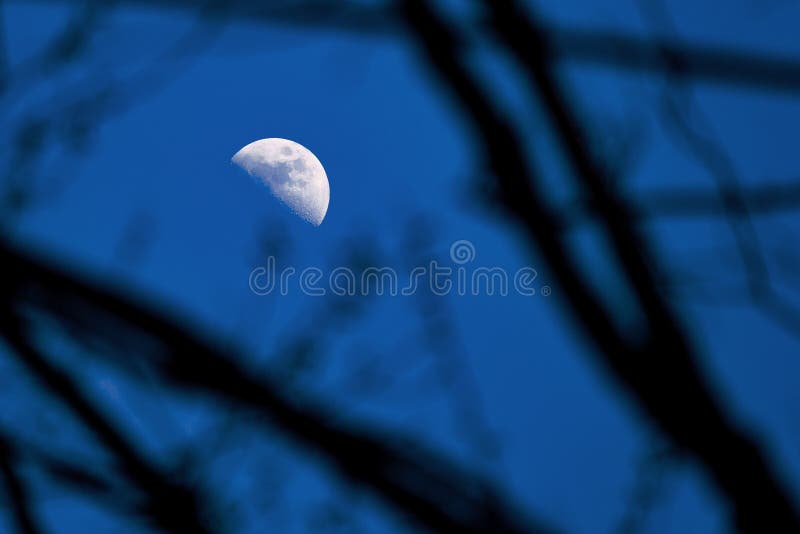 View of Half Moon Disk on the Night Sky through the Branches of Stock ...