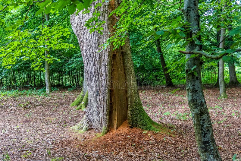 Mysterious View into a Magical and Spooky Forest with Light Beams Stock ...